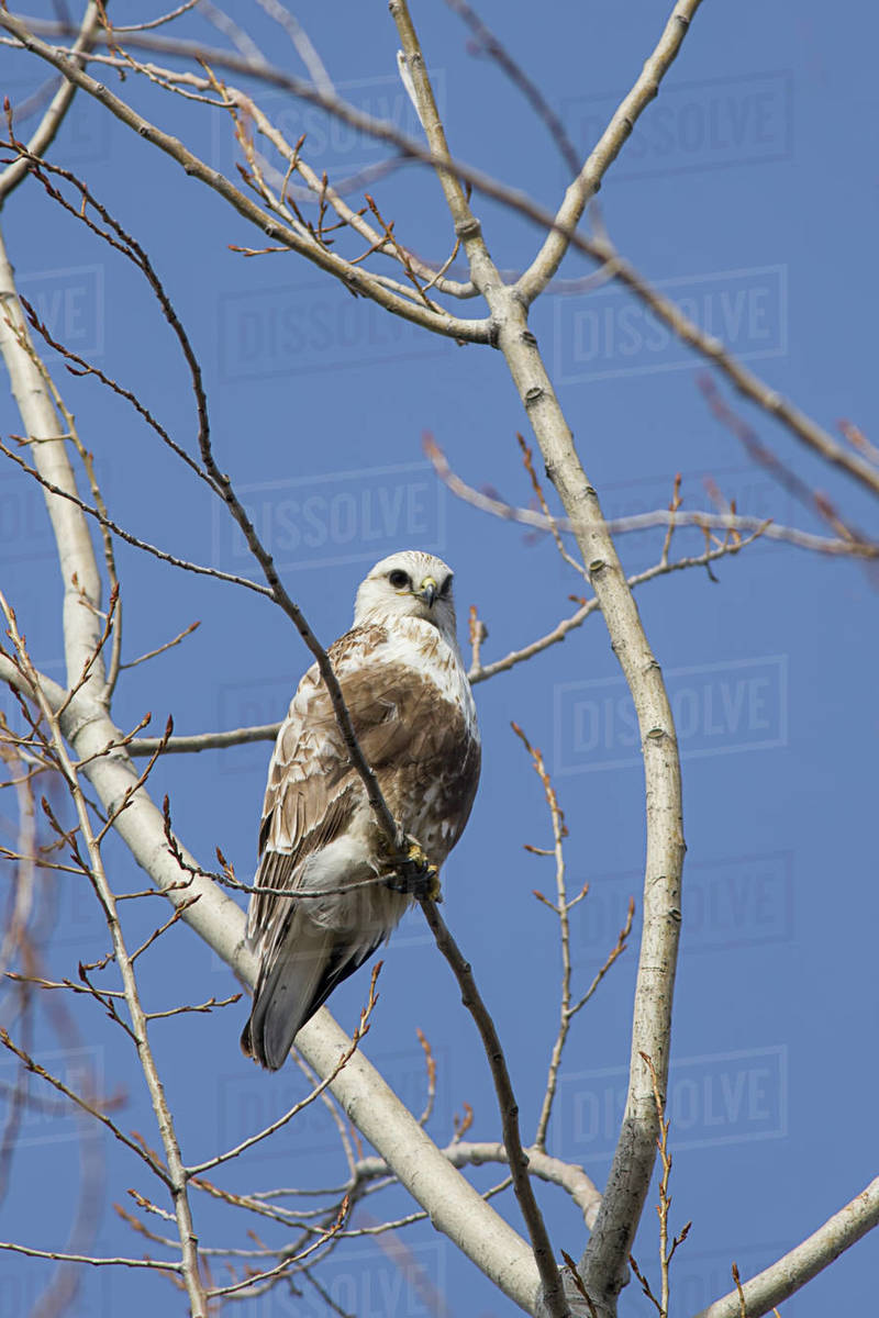 A hawk is perched in a tree on a bright sunny day in north Idaho ...
