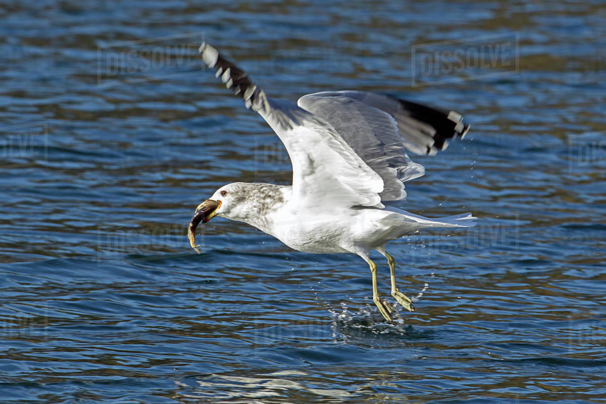 California gull takes flight from water after catching a fish on Coeur ...