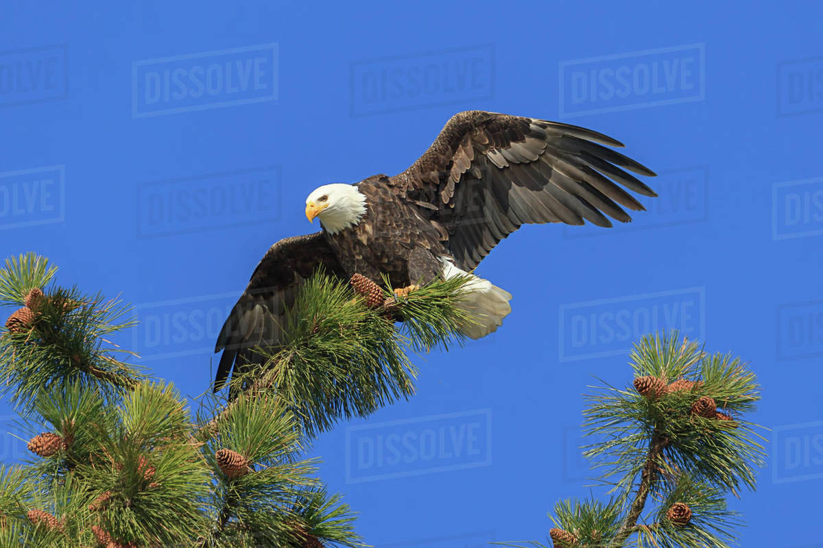 An american bald eagle perched on top of a pine tree spreads its wings ...
