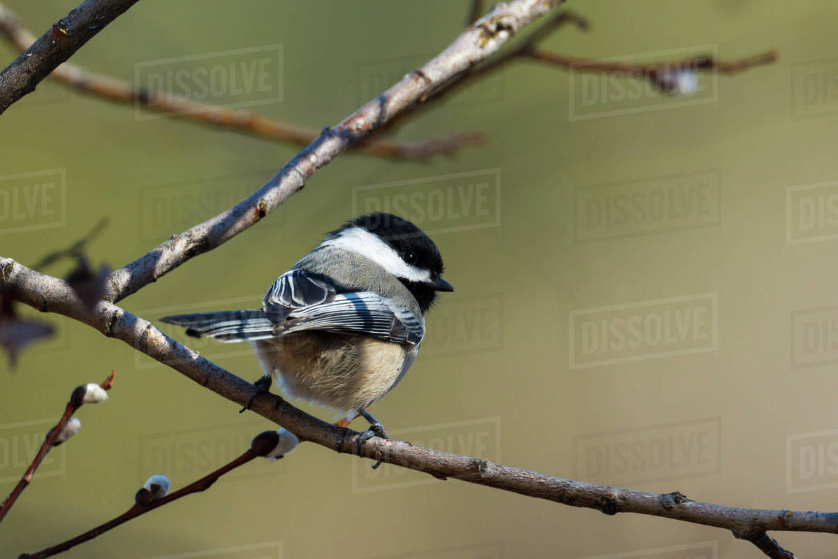 A cute little black capped chickadee is perched in a tree in north ...