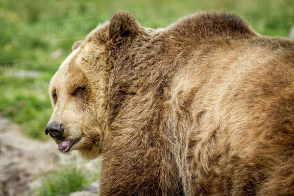 A captive Grizzly bear looks back toward the camera. - Royalty-free ...