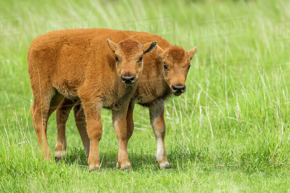 Some bison calves interacting with each other near Custer, South Dakota ...
