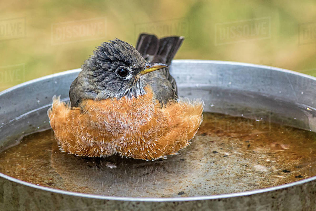A cute Robin is wading in a small bird bath. - Royalty-free Stock Photo ...