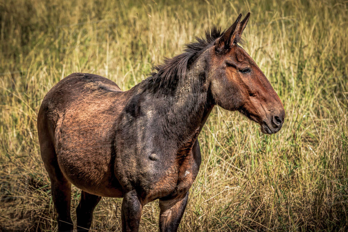 A brown mule standing in tall grass - Royalty-free Stock Photo | Dissolve