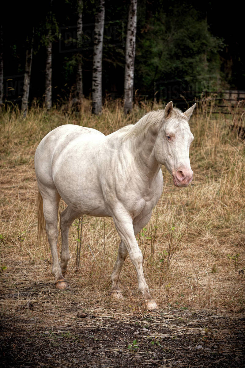 A white mare walking in a field - Royalty-free Stock Photo | Dissolve