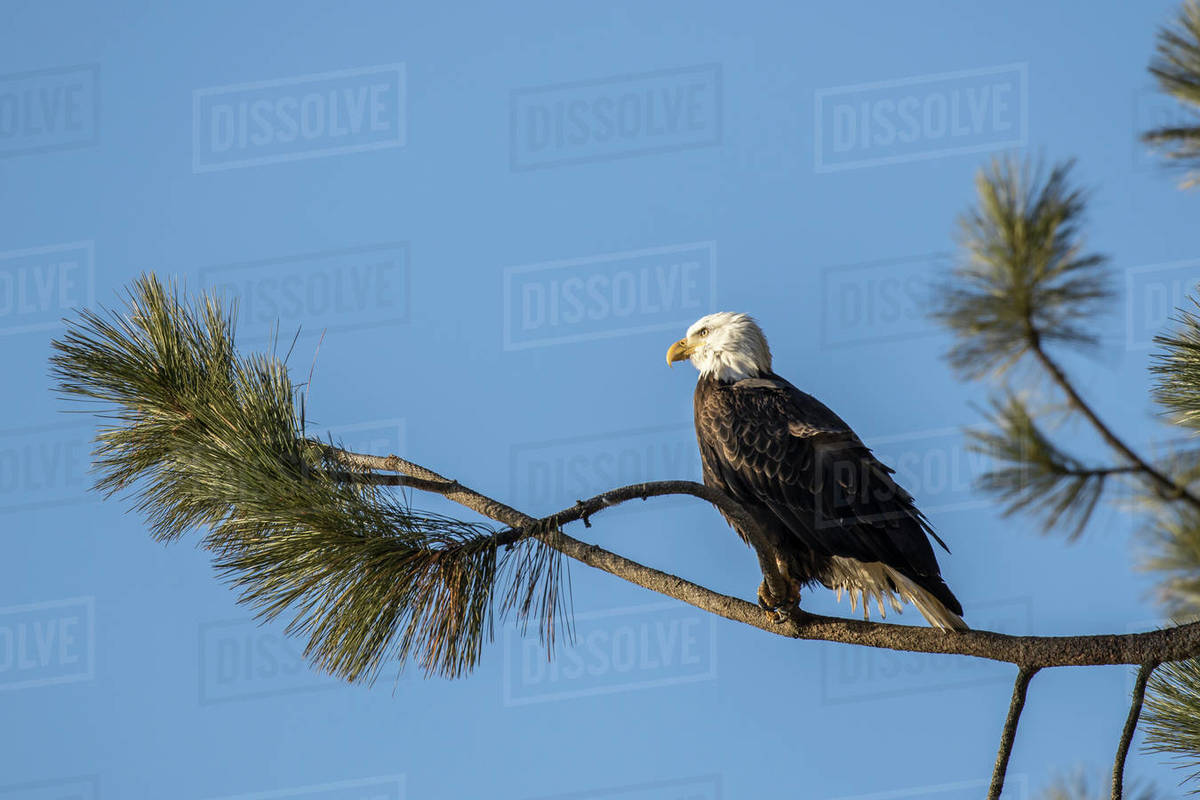 A bald eagle is perched on a branch against a clear blue sky in Coeur d ...
