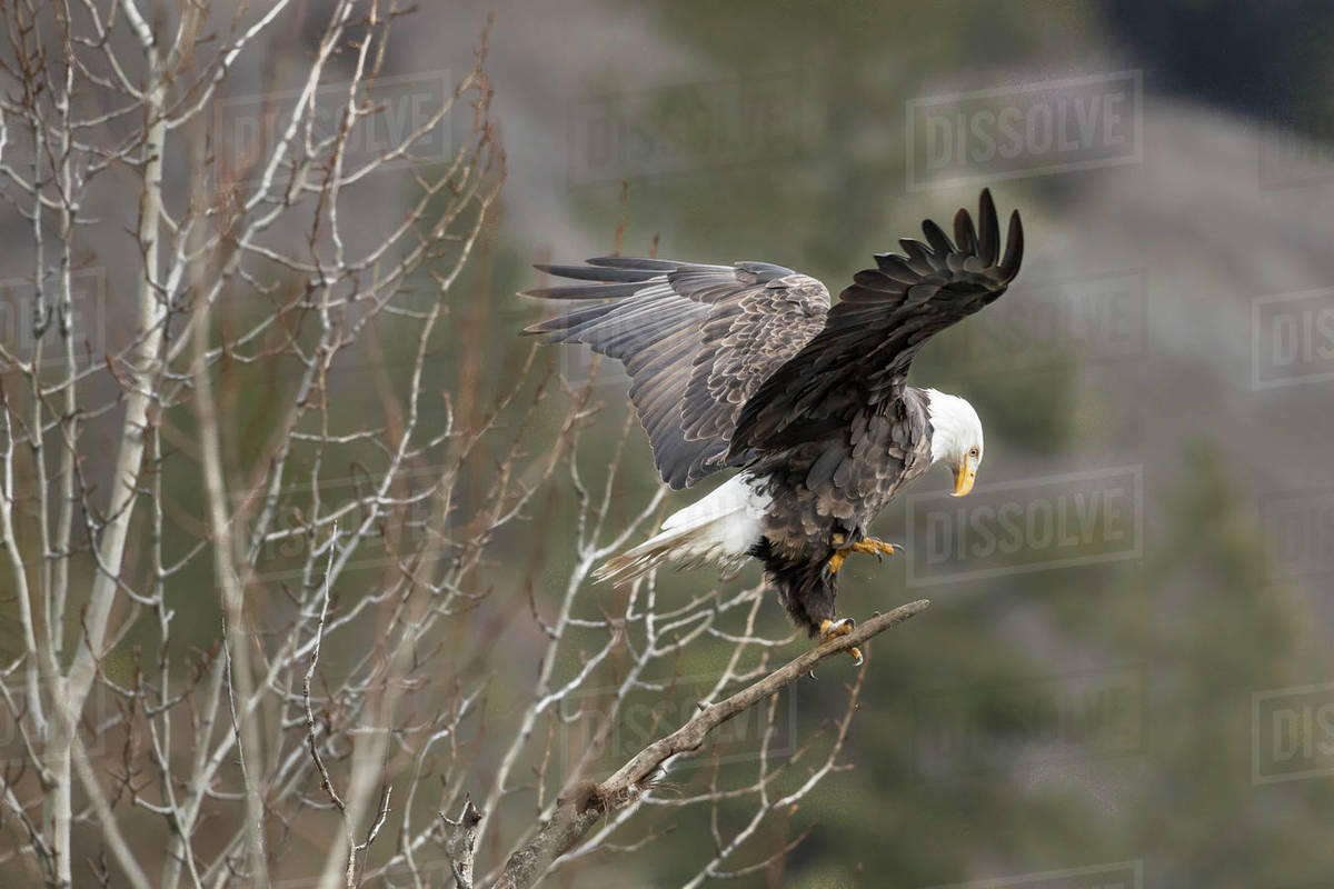 A bald eagle flaps it wings as it repositions itself in north Idaho ...