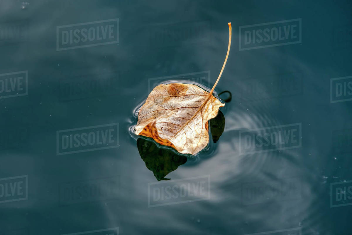 A fine art image of a yellow leaf floating in calm water. - Stock Photo ...