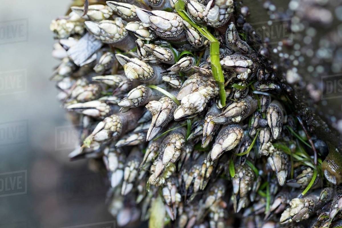 Barnacles, Chthamalus stellatus, on rocks on the north jetty in Ocean ...