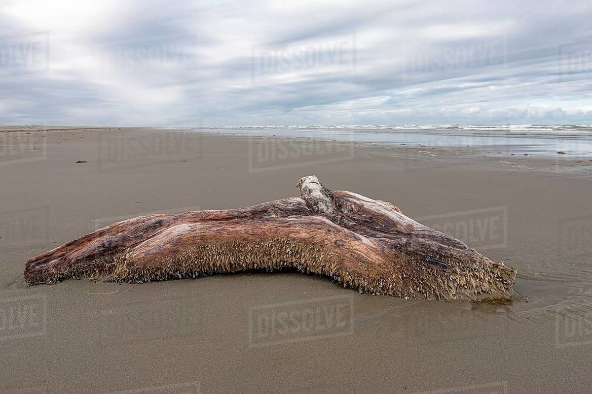 An old log laying in the sand at Ocean City Beach in Washington ...