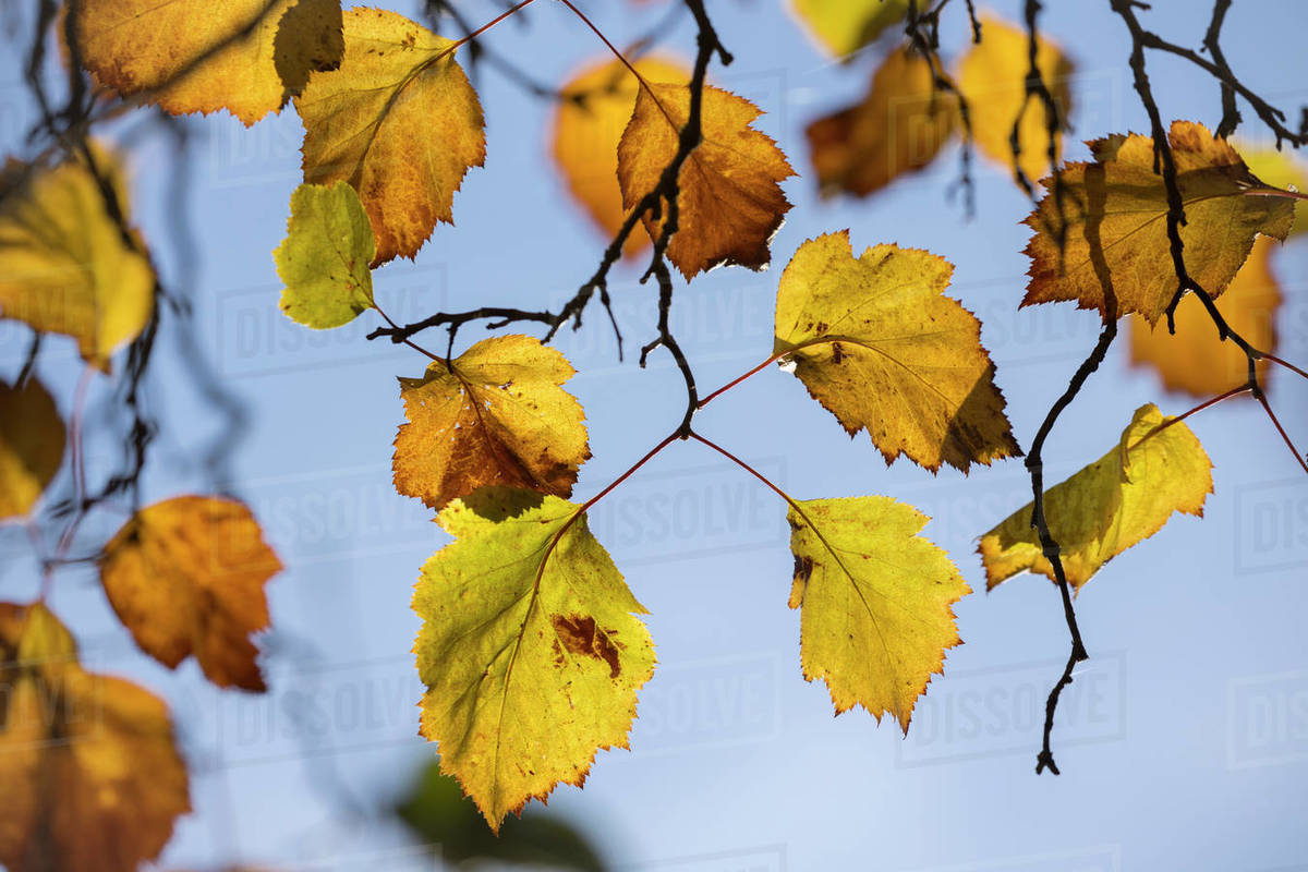 An abstract view of autumn leaves against a blue sky at Cannon Hill ...