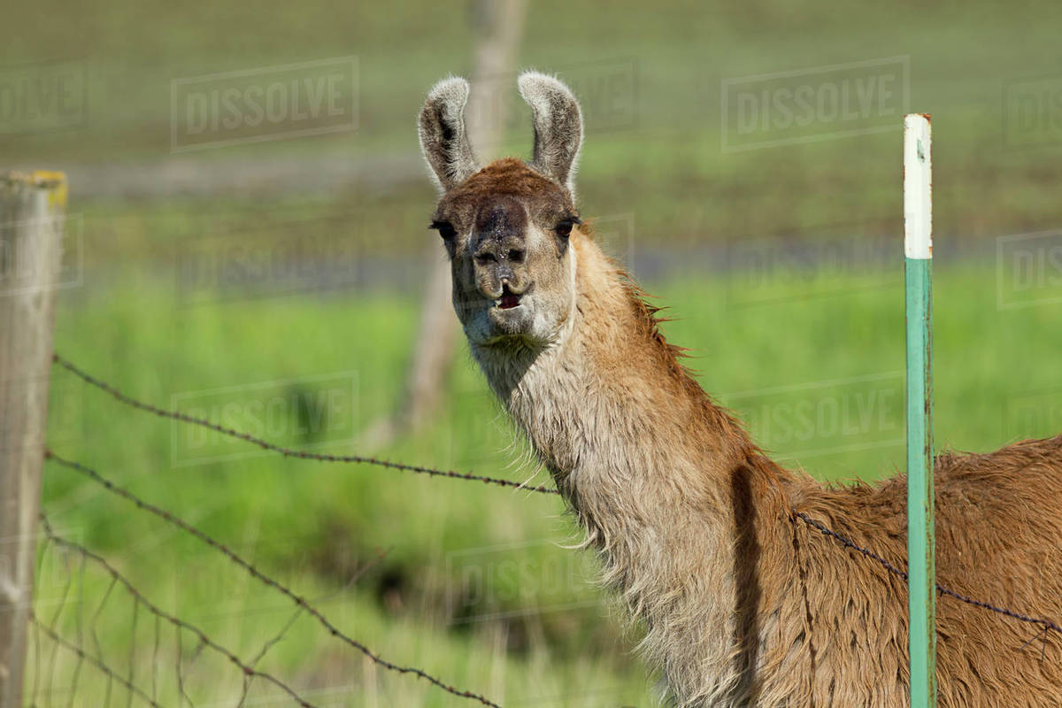 A brown Llama leans through the wire fence near Potlach, Idaho ...