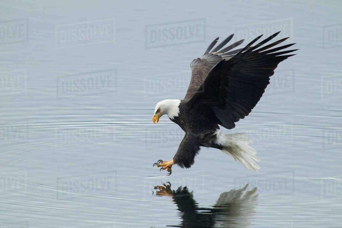 A bald eagle swoops in to the water to catch a fish. - Royalty-free ...