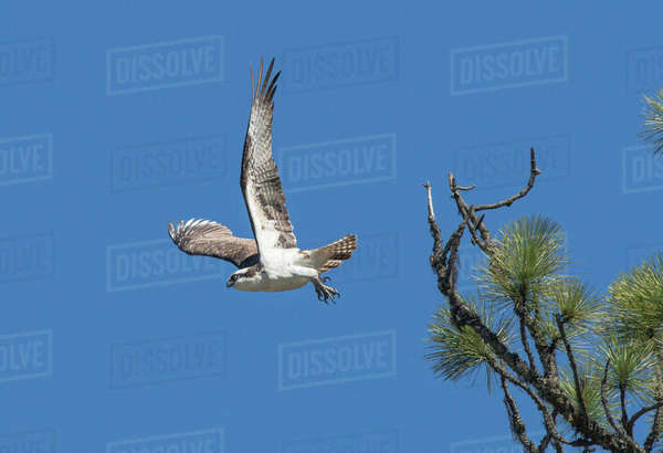 An Osprey takes off from a pine tree branch. - Stock Photo - Dissolve