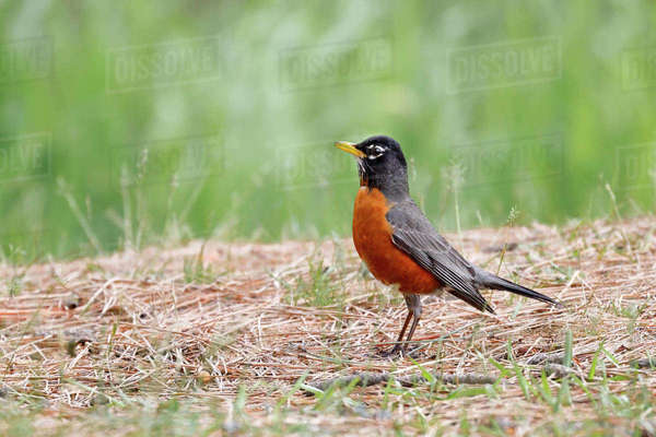 An American Robin is standing in grass in a park in Coeur d'Alene ...