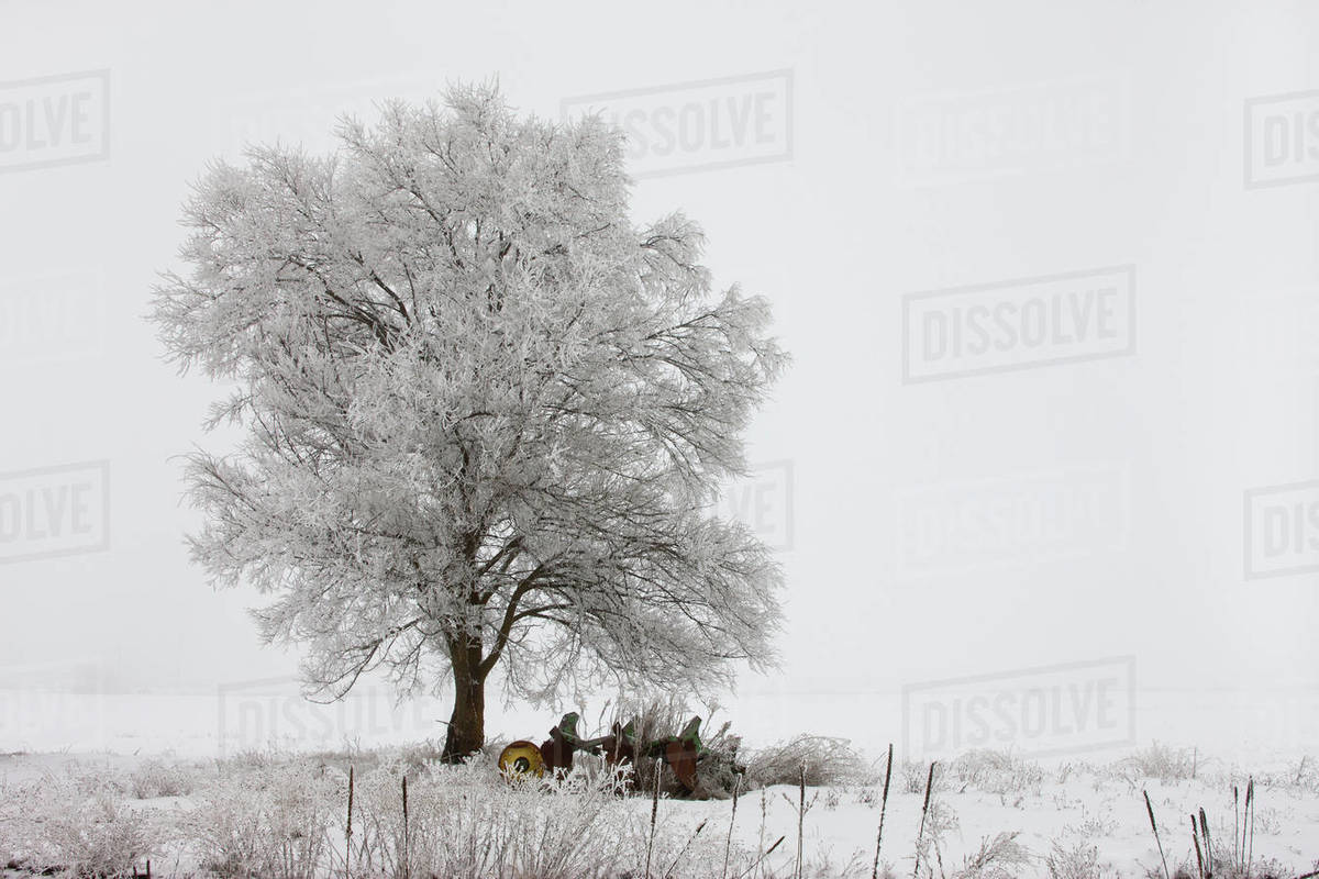 A lone tree covered in heavy frost in the winter stands in heavy fog on ...