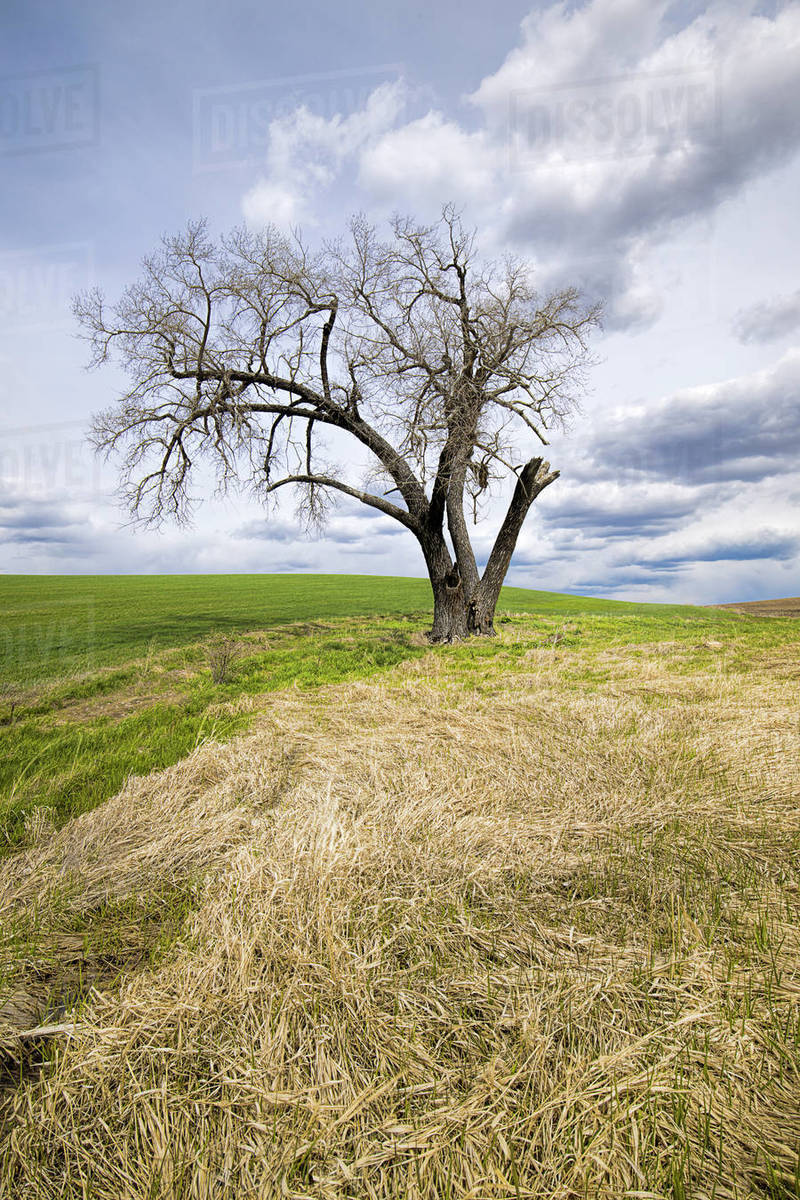 A lone barren tree stands by a farm field in the Palouse region of ...
