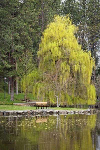 A beautiful willow tree and a bench by a pond at Manito Park in Spokane ...