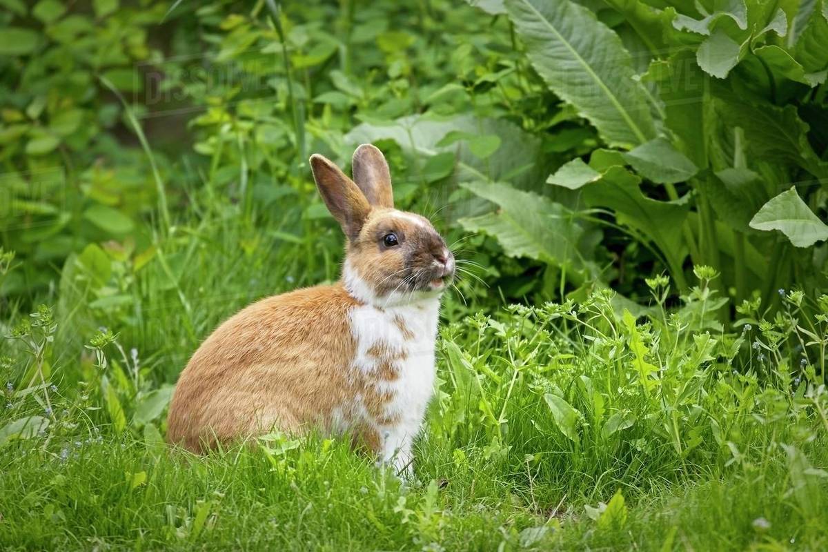 Adorable brown and white rabbit sitting up in the grass in Post Falls ...