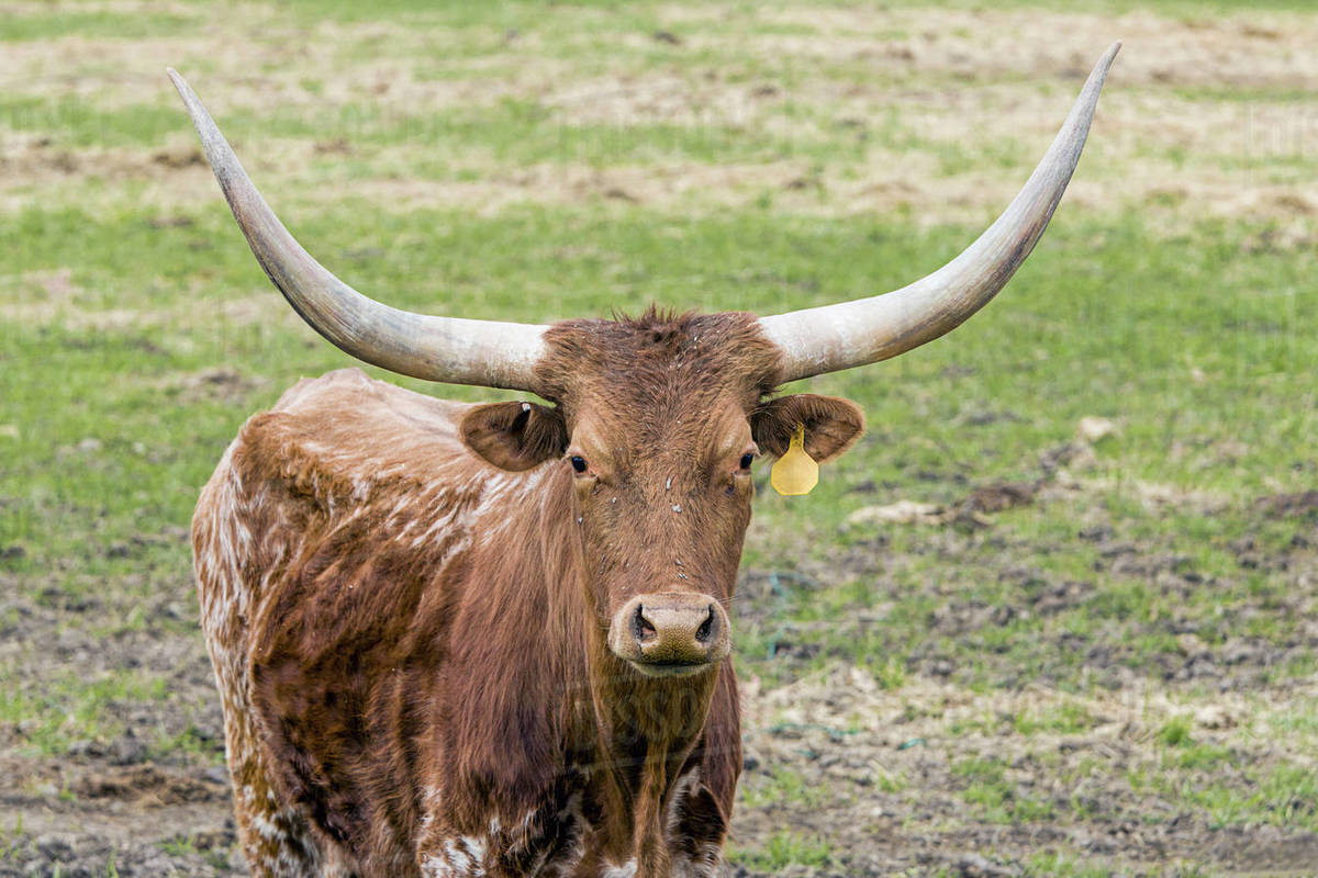 A close up of a longhorn cow in a grassy field near Steptoe, Washington ...