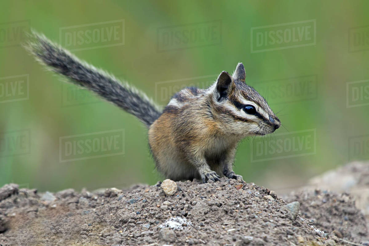 A chipmunk on the ground at Turnbull wildlife refuge in Cheney ...