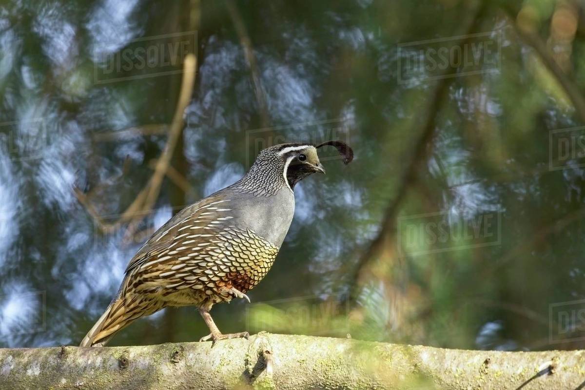 A male quail is walking on a tree branch in Rathdrum, Idaho. - Stock ...