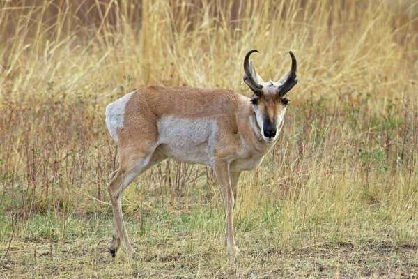 A close up photo of a male pronghorn antelope with antlers in western ...