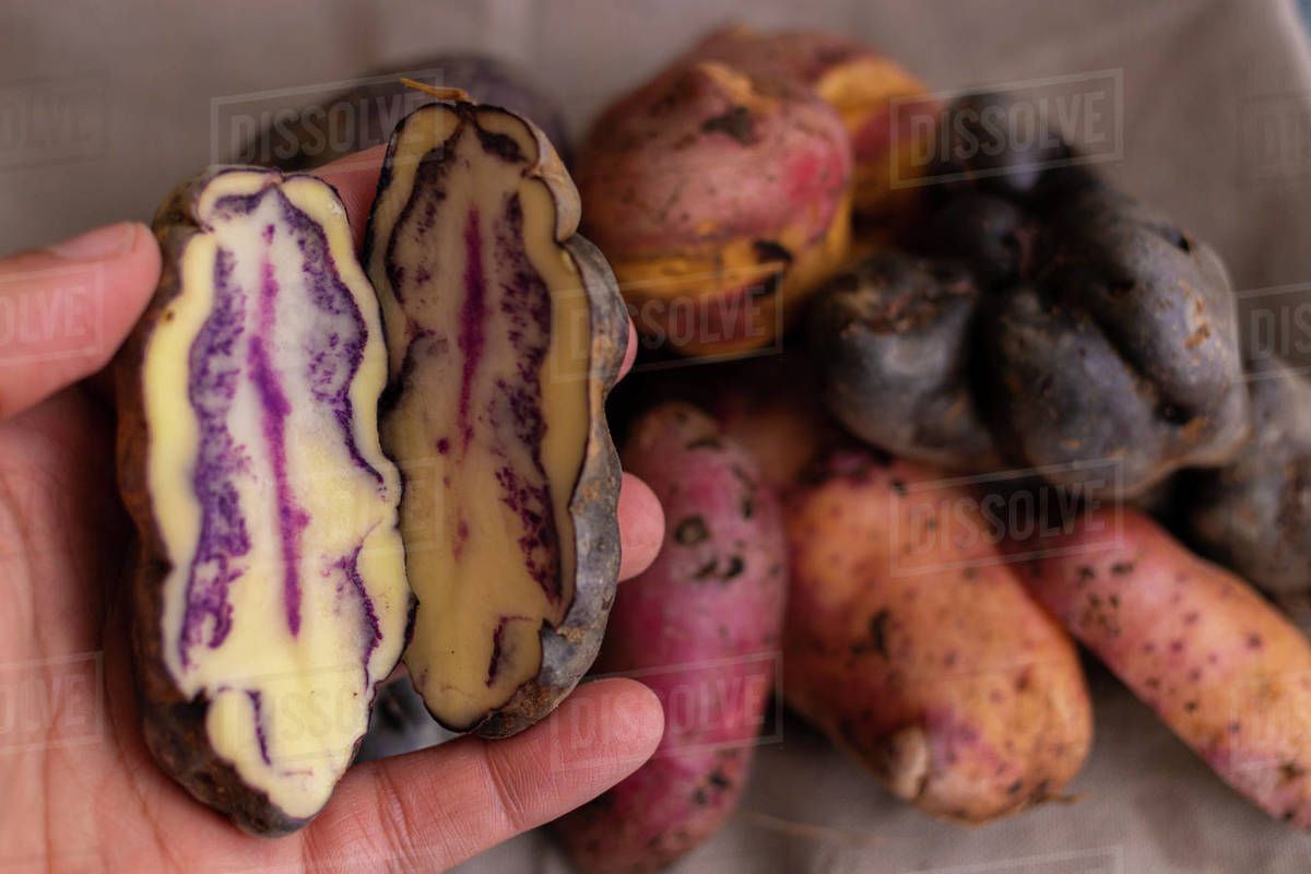 Peruvian native potatoes, harvested in Cusco, Peru - Royalty-free Stock ...