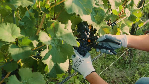 The hands of a man cutting grapes of red wine during the harvesting ...