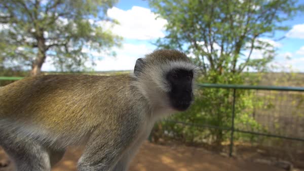 Velvet Monkey Close Up Slowmotion. Friendly Animal in Tanzania National ...