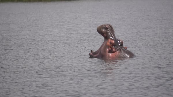 Characteristic Hippo Yawn Slow Motion. Hippopotamus Amphibius in ...