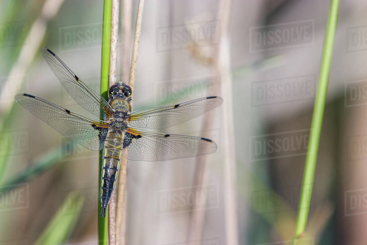 Dragonfly resting in nature - Royalty-free Stock Photo | Dissolve
