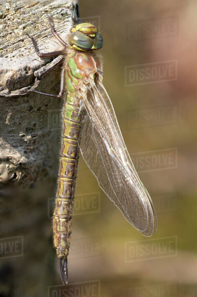 Dragonfly outside in nature in summer - Royalty-free Stock Photo | Dissolve