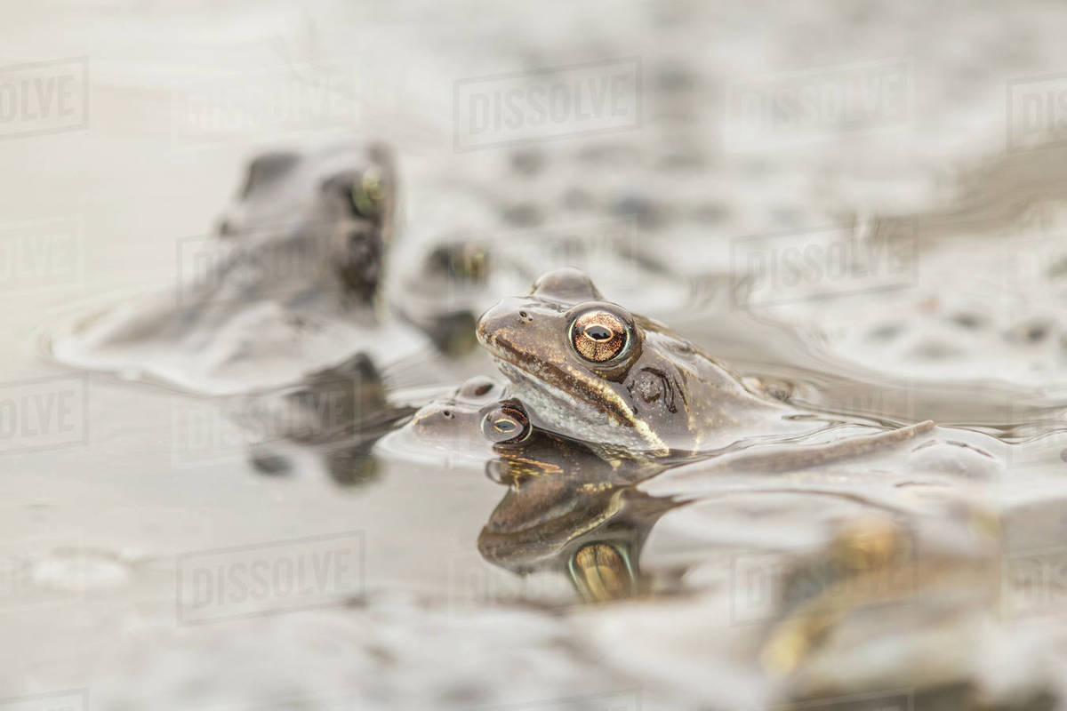 Common frog,toad,rana temporaria with eggs - Stock Photo - Dissolve
