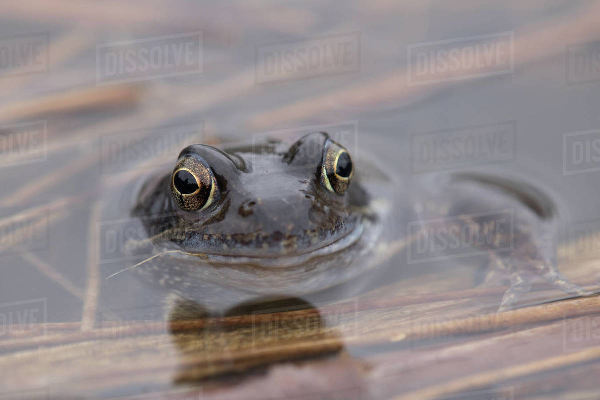 Common frog,toad,rana temporaria with eggs - Royalty-free Stock Photo ...