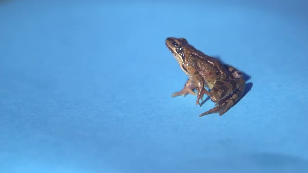 Close up of European Common Frog jumping in 2000fps slow motion with ...
