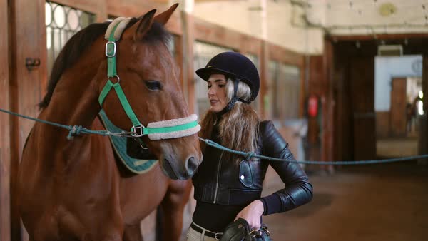 Brown purebred stallion tied in stable as young slim beautiful woman ...