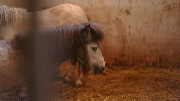 Side view portrait of calm cute pony with long mane standing in stable ...