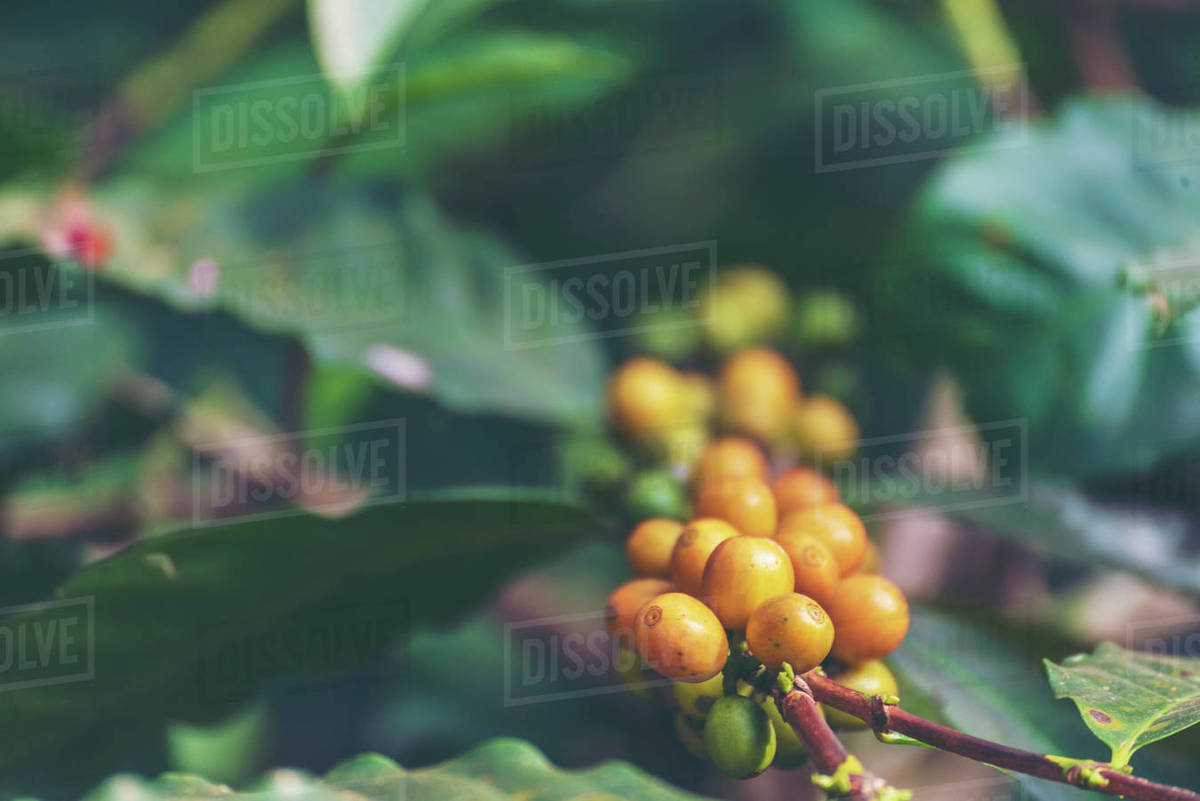 Yellow coffee bean berry plant fresh seed coffee tree growth in Yellow ...