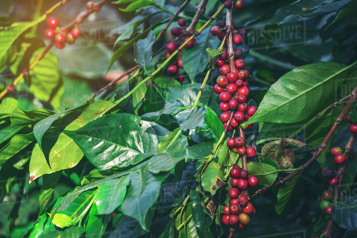 Ripe Red coffee bean berry plant fresh seed coffee tree growth in green ...