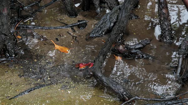 Big Red Ghost Crab hiding in mangrove roots. Port Launay Mahe Island ...