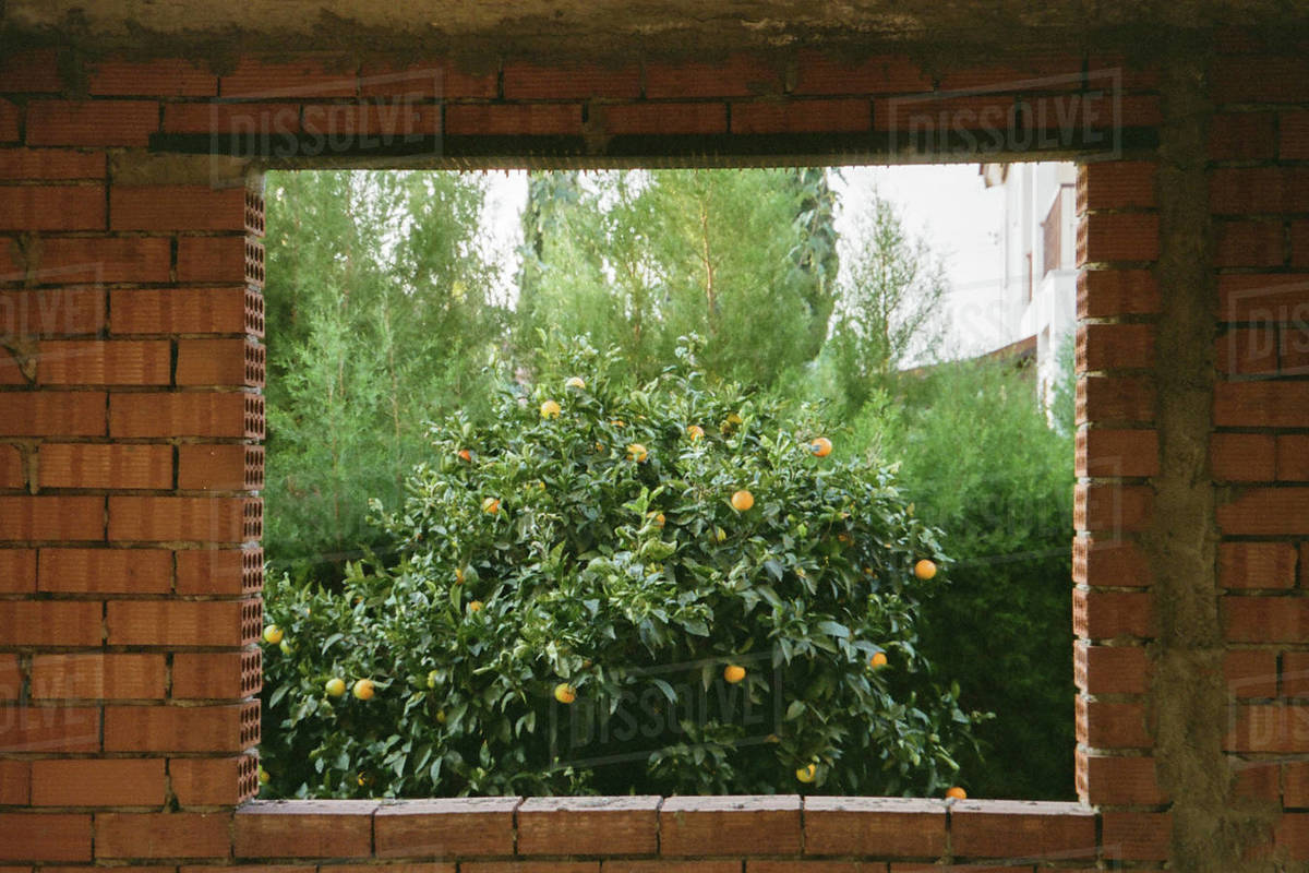 Orange Tree view from a window of half constructed building - Stock ...