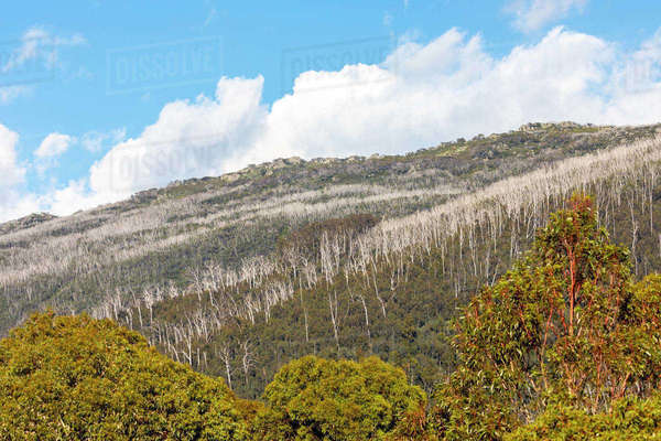 Photograph of dry alpine trees above the timberline in the Snowy ...