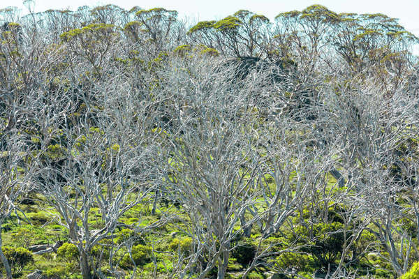 Photograph of trees affected by severe bushfire and the beginnings of ...