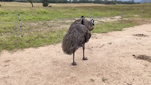 Footage of two large Emus walking on a dirt track near a fence in the ...