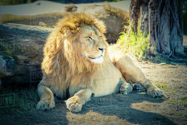 A male Lion relaxing in the sunshine - Royalty-free Stock Photo | Dissolve