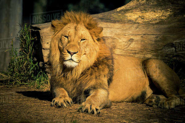 A male Lion relaxing in the sunshine - Stock Photo - Dissolve