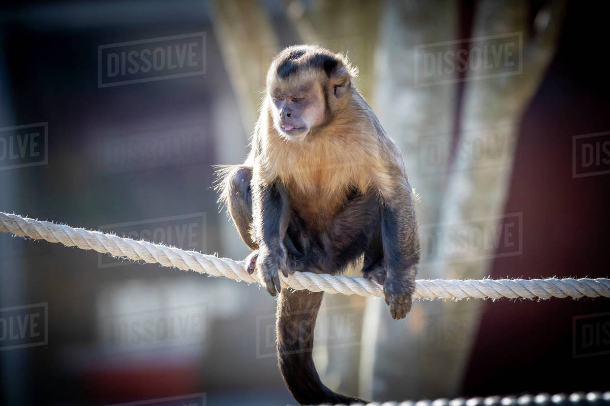 A Tufted Capuchin monkey walking on a rope in the sunshine - Royalty ...