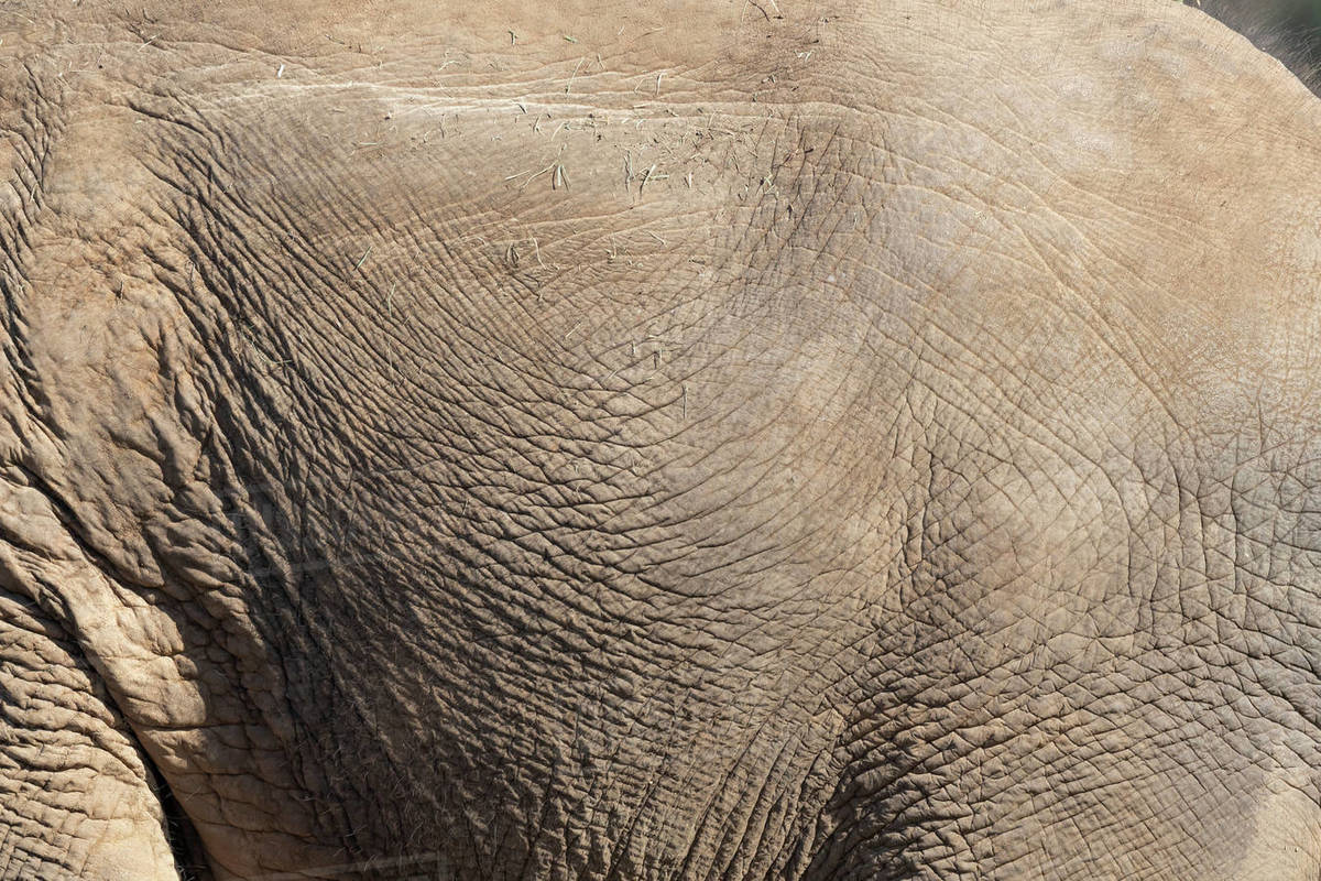 Close up of an old elephant and their wrinkly skin - Royalty-free Stock ...