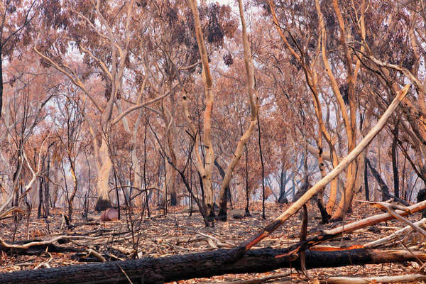 Bushfire burnt gum trees in The Blue Mountains in Australia - Royalty ...
